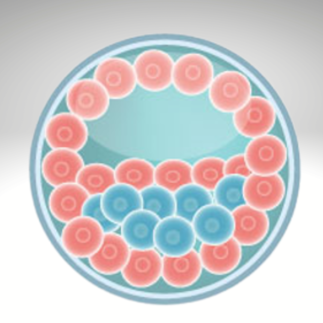Understanding Embryo Grading - Genesis Fertility New York